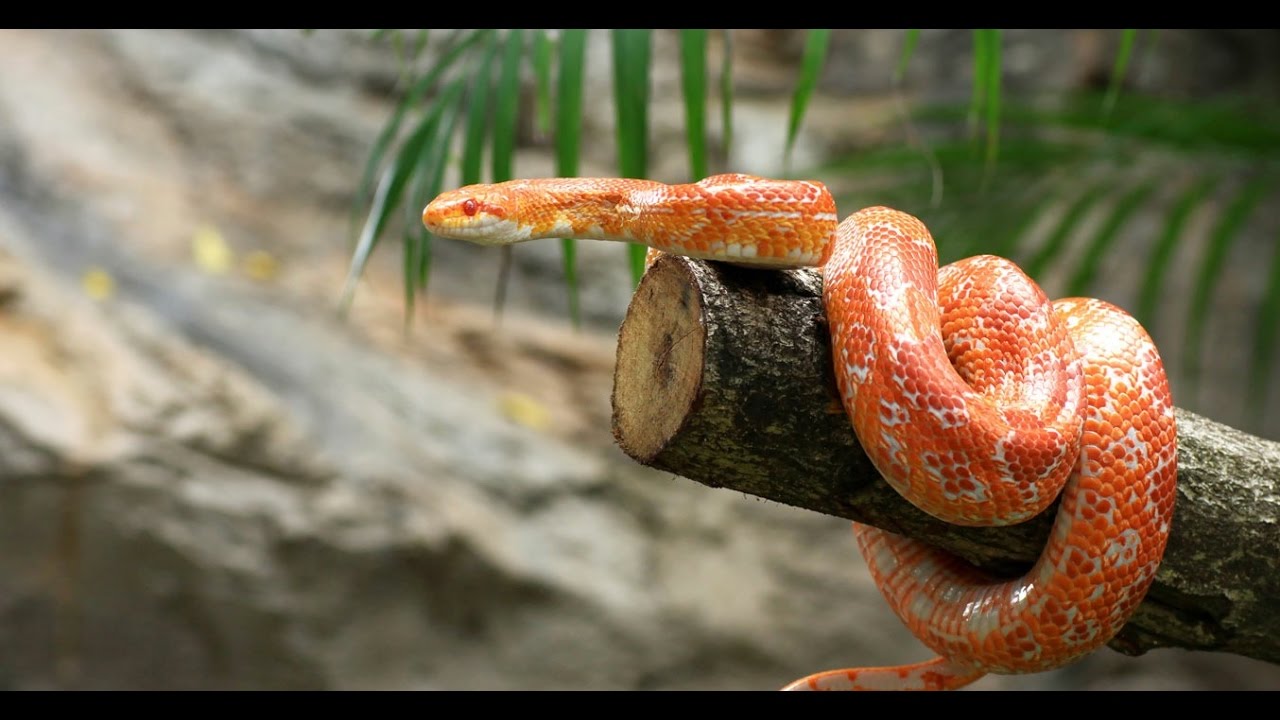 Colored snake nice snake in _2017 There are many different. Beautiful ...