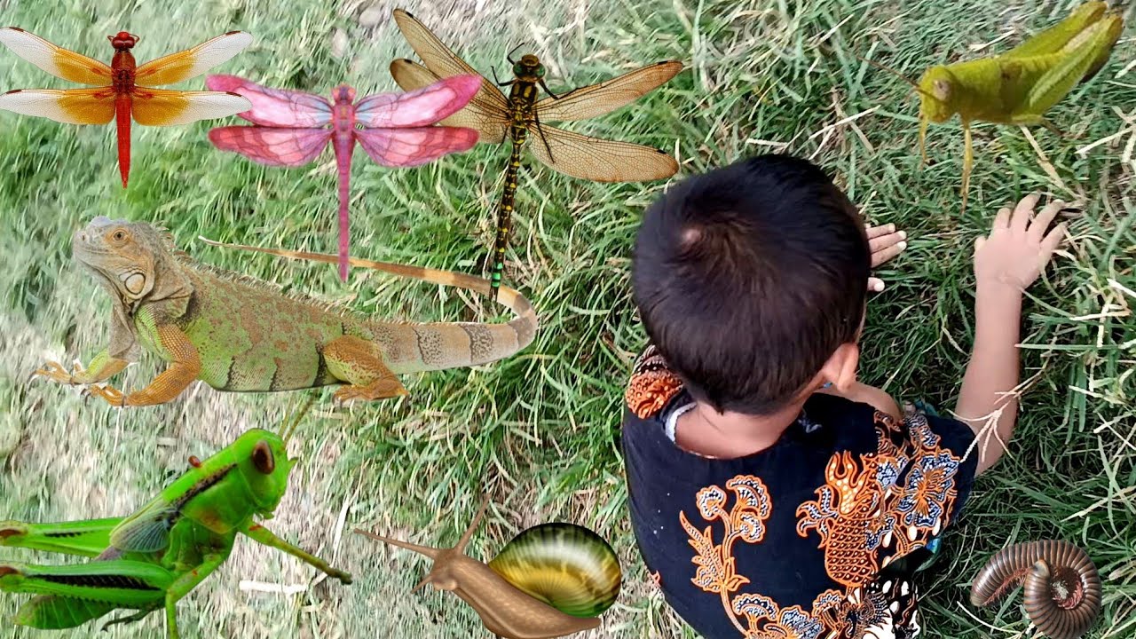 Asyikk!! Mencari capung kaki seribu bunglon belalang||Petualangan anak ...
