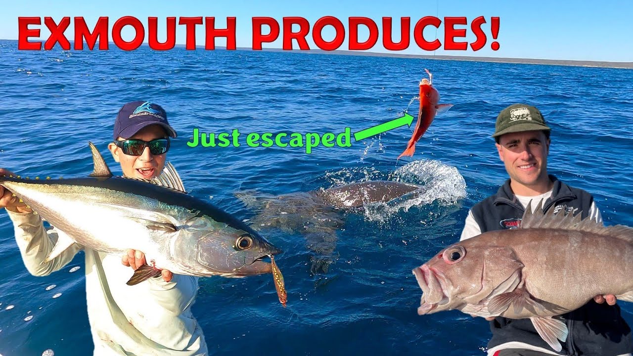 Lots of Sharks & Lots of Fish! | Fishing Exmouth - YouTube
