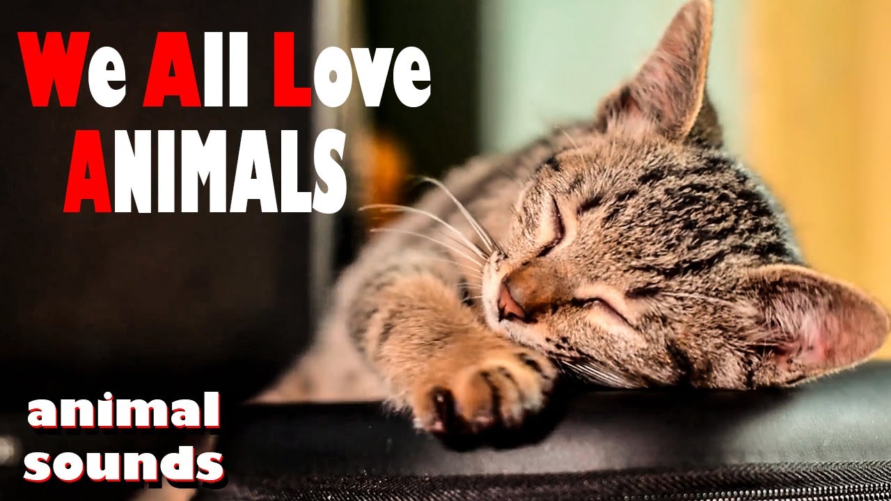 We All Love Animals | Animals of the World | Kitten, Cat, Dog, Bird ...