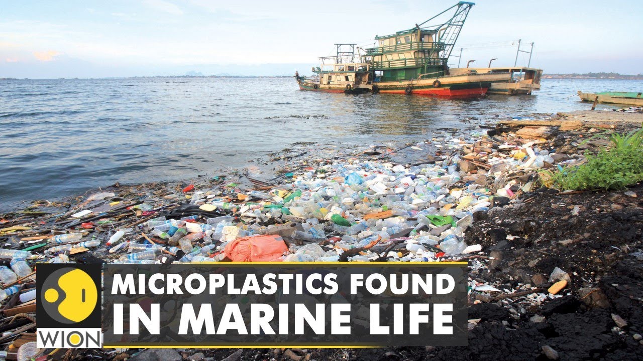 Microplastics found in Marine life: Scientists take research trips on ...
