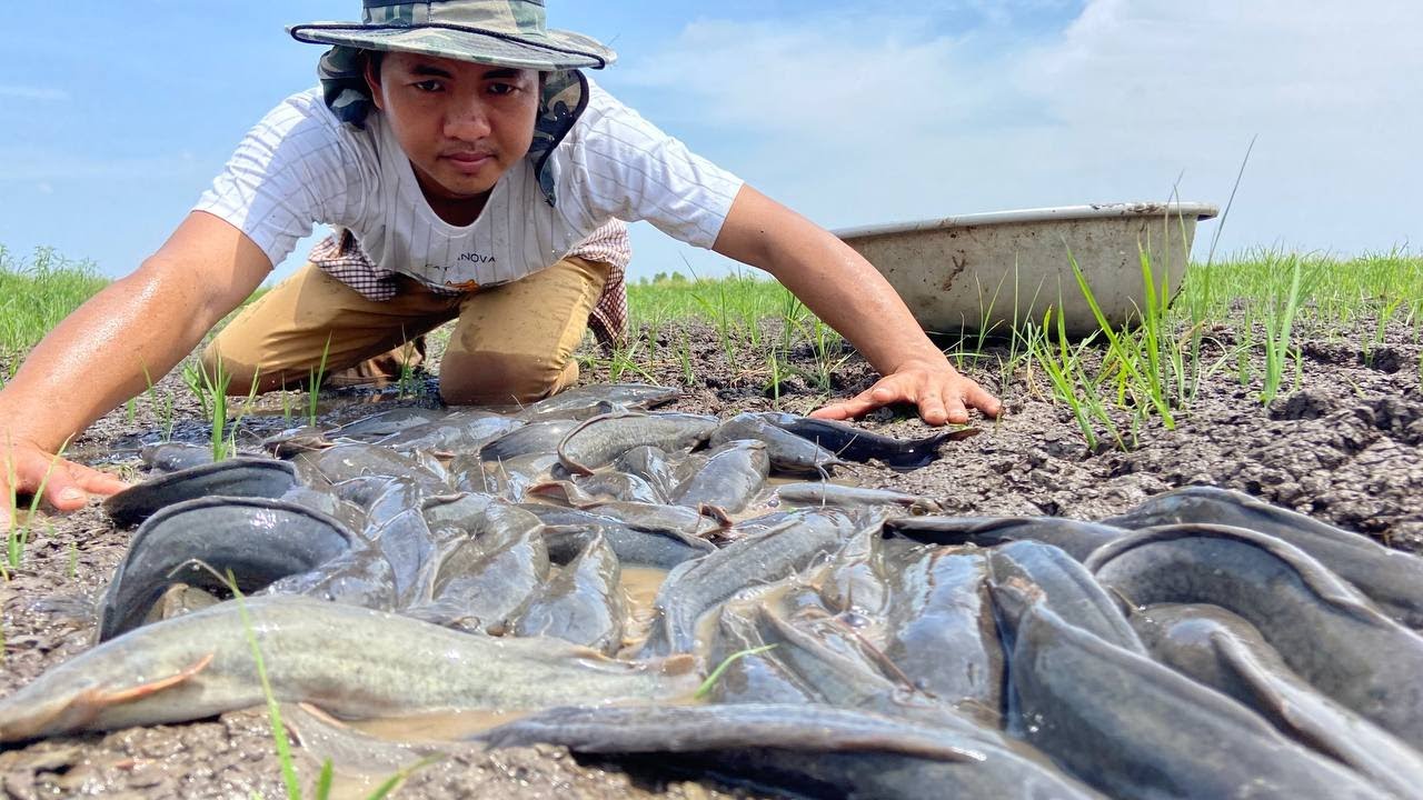 so lucky fisherman meet a lot fish at field and caught by handed a lot ...