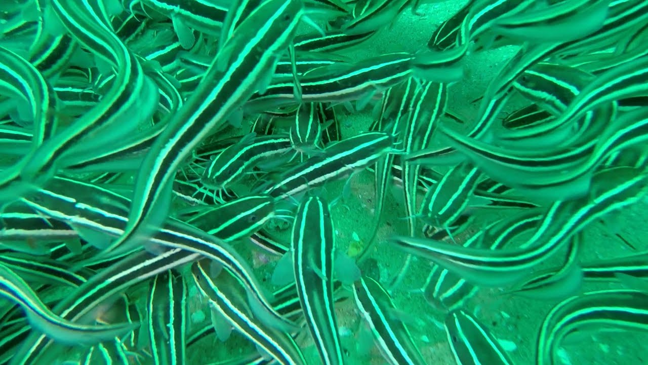 Adventures at Fish Rock 128 - Marble Rays and Mosaic Eels - YouTube