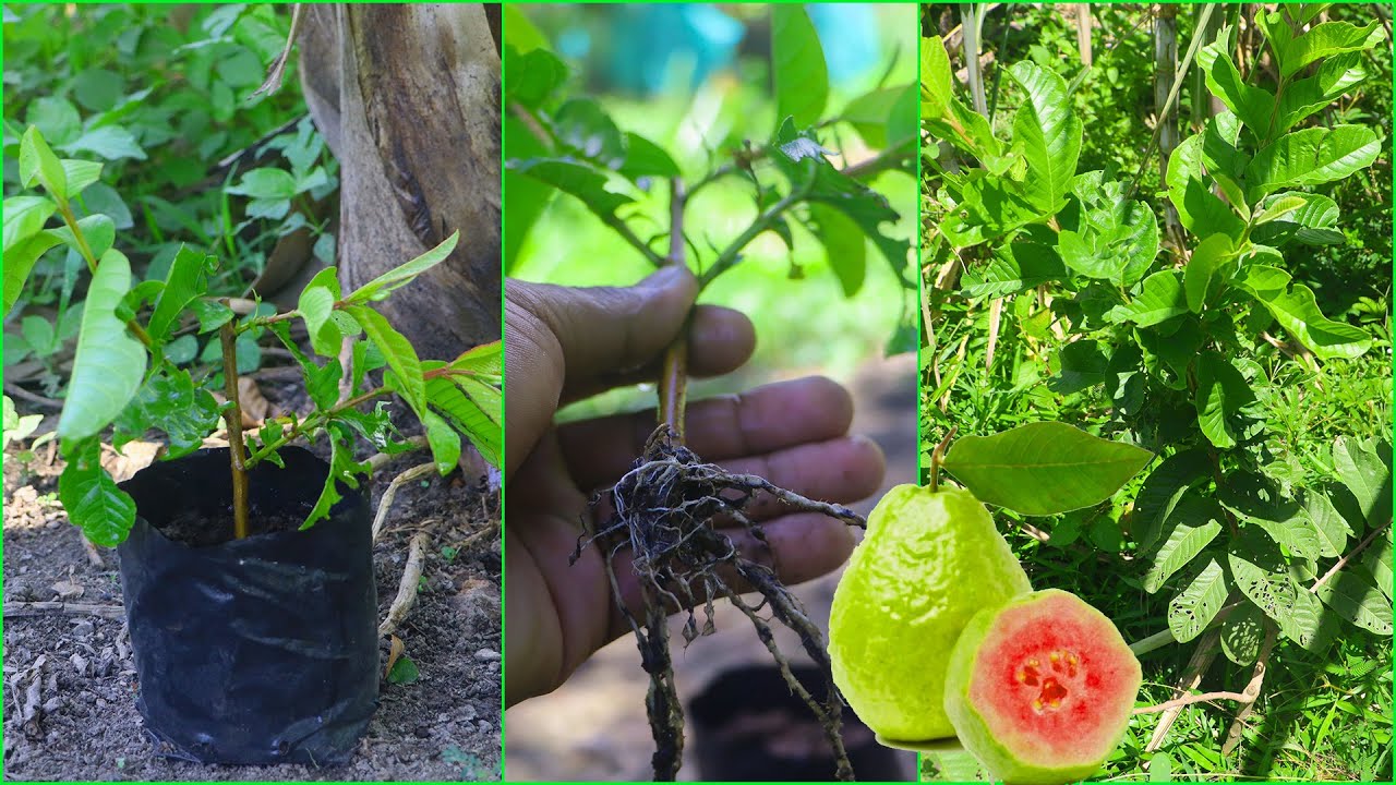 Smart Way How To Grow Guava Tree Cutting: Guava variety with sweet ...