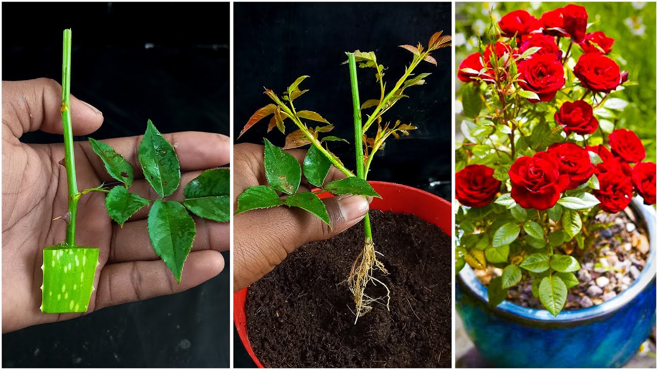 How to grow rose cuttings that few people know | Grow roses from ...
