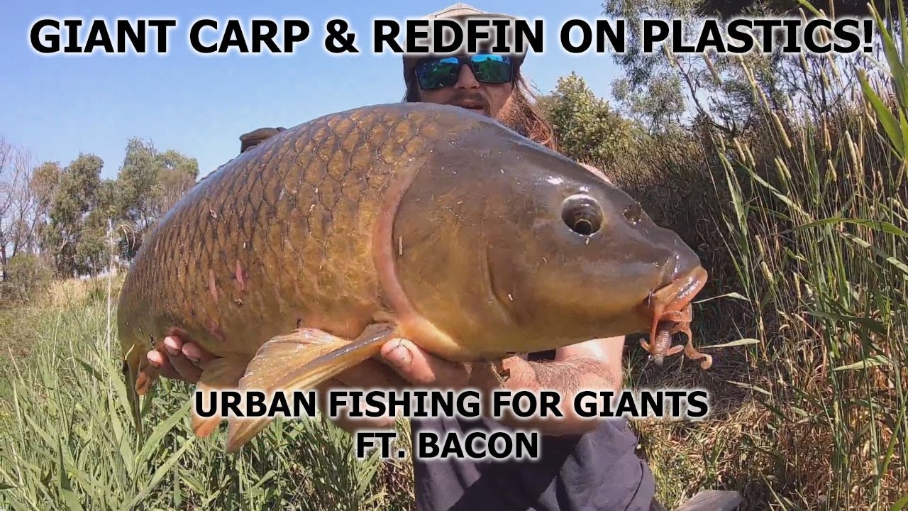 GIANT Carp & Redfin Fishing Urban Skinny Water SCREAMERS! - YouTube