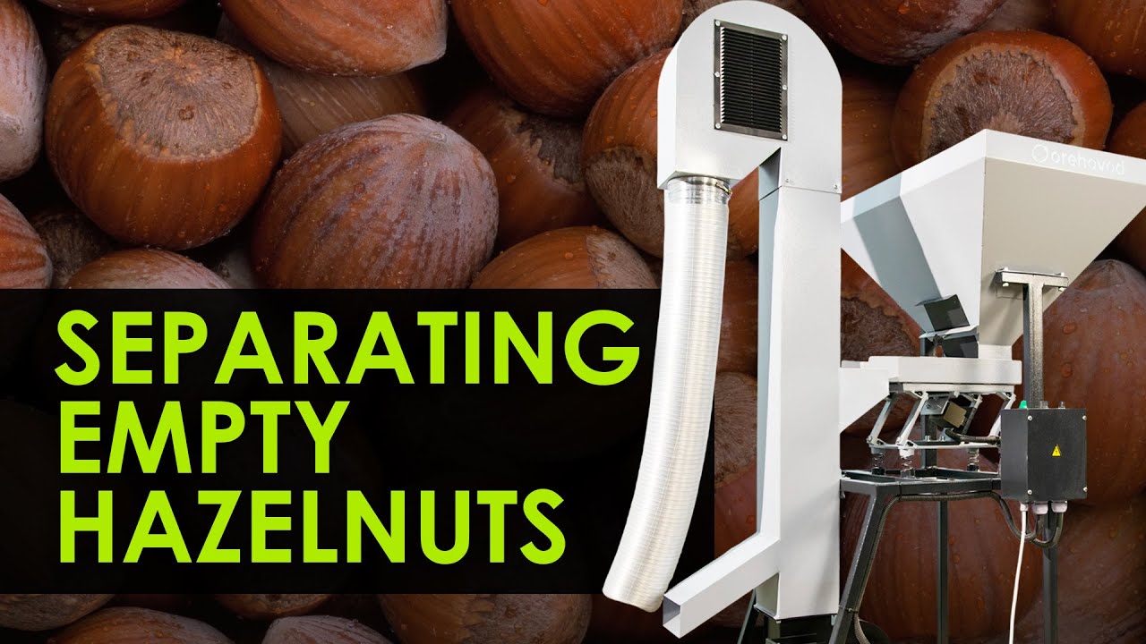 Separating Empty Hazelnuts. Hazelnut Separator - YouTube