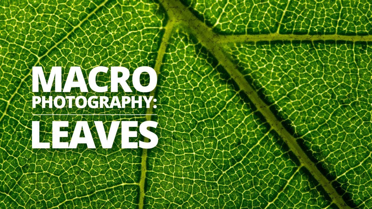 How to shoot stunning macro leaf photos (with a surprise visitor ...
