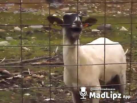 - ToP FunnY- ( MadiLipz-2018 )الغلمة تونادي