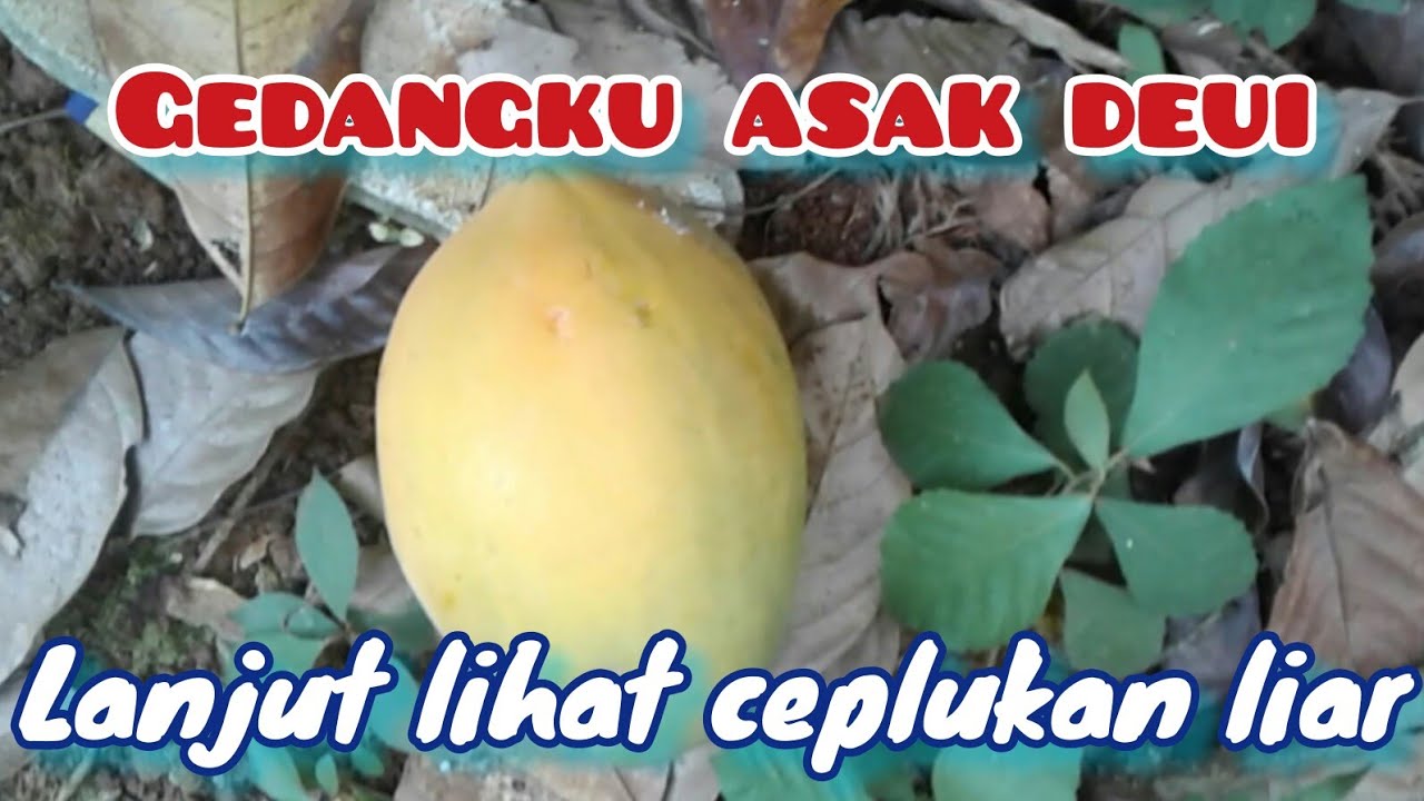 habis ambil pepaya nemu ceplukan liar belakang rumah - YouTube