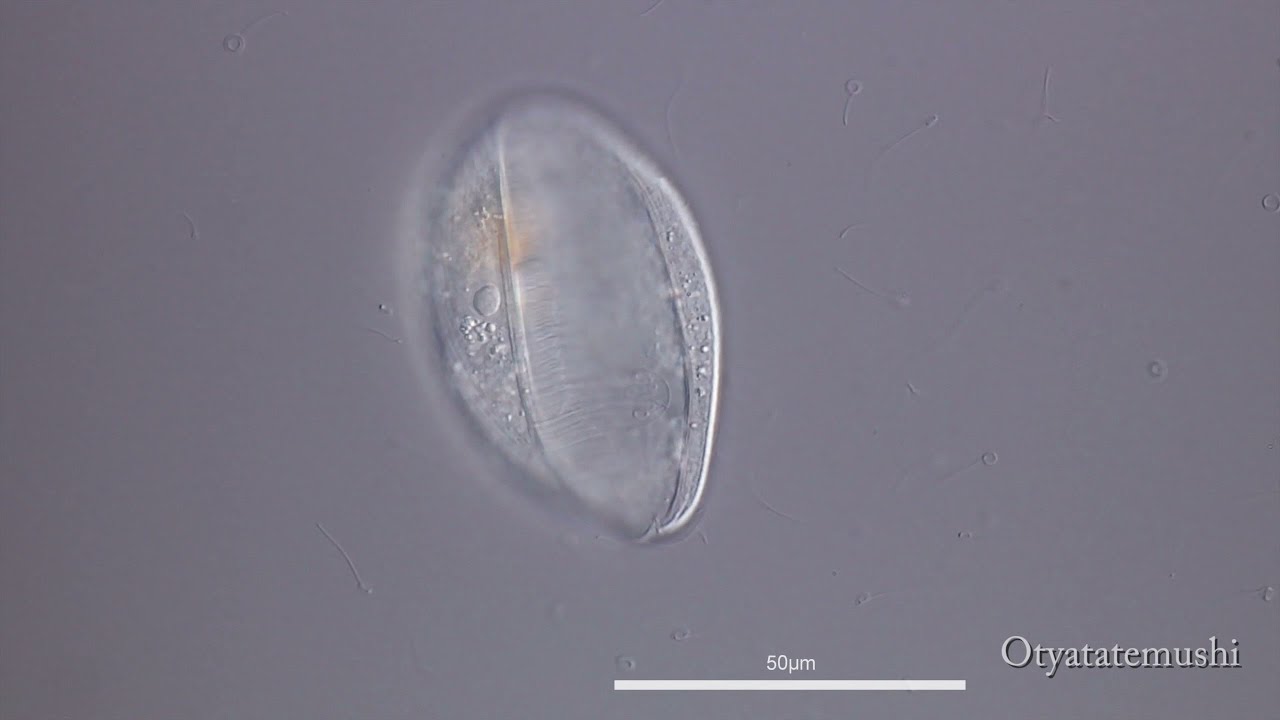 レンバディオン（Lembadion sp.） - YouTube