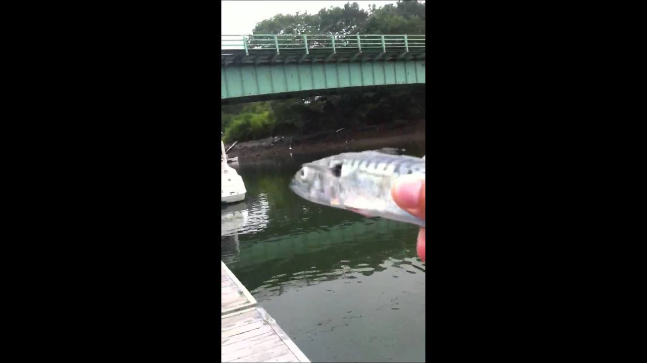 Kid's scared of fish - YouTube