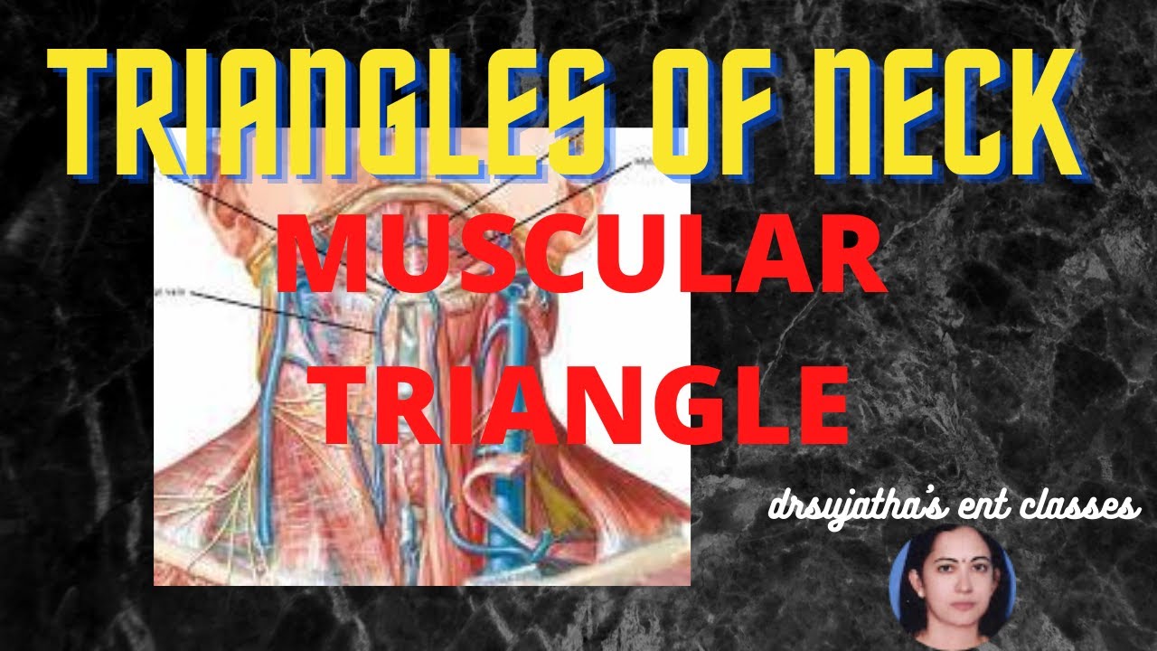 111.Triangle of the neck anatomy #anterior triangle neck # Muscular ...