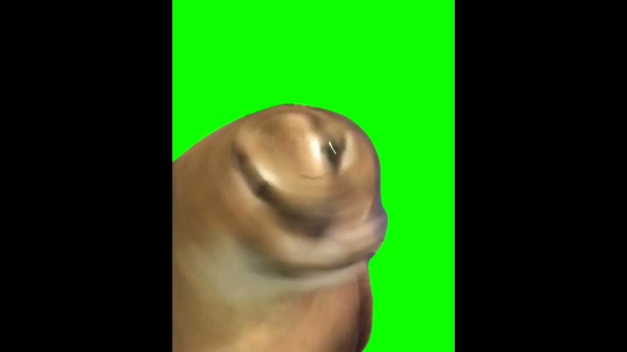 Floppa spin head Greenscreen (Original + 3 versions) - YouTube