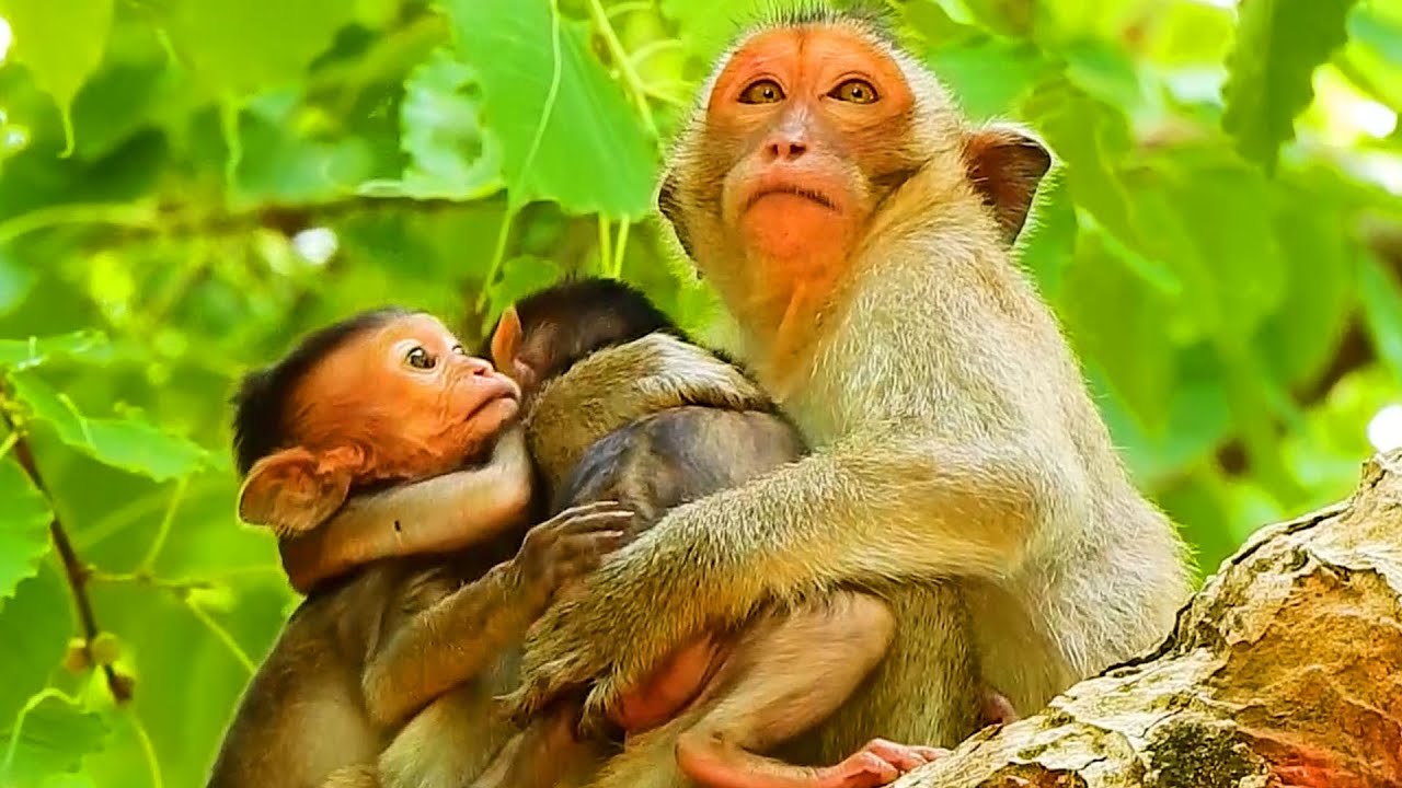 Oh So Pitiful Jazzy Monkey Was Kidnapped So Seriously By Button Monkey ...