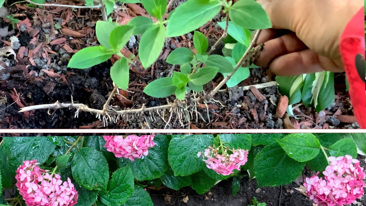 Hydrangea Propagation. 5 Effective Methods! - YouTube
