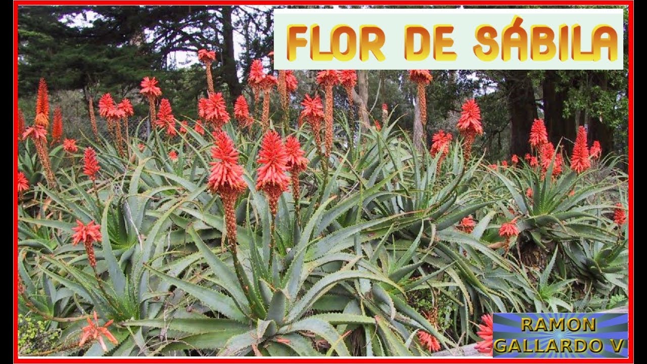 REVELACIONES SOBRE LA FLOR DE SABILA COMESTIBLE Y MEDICINAL MASTER K ...