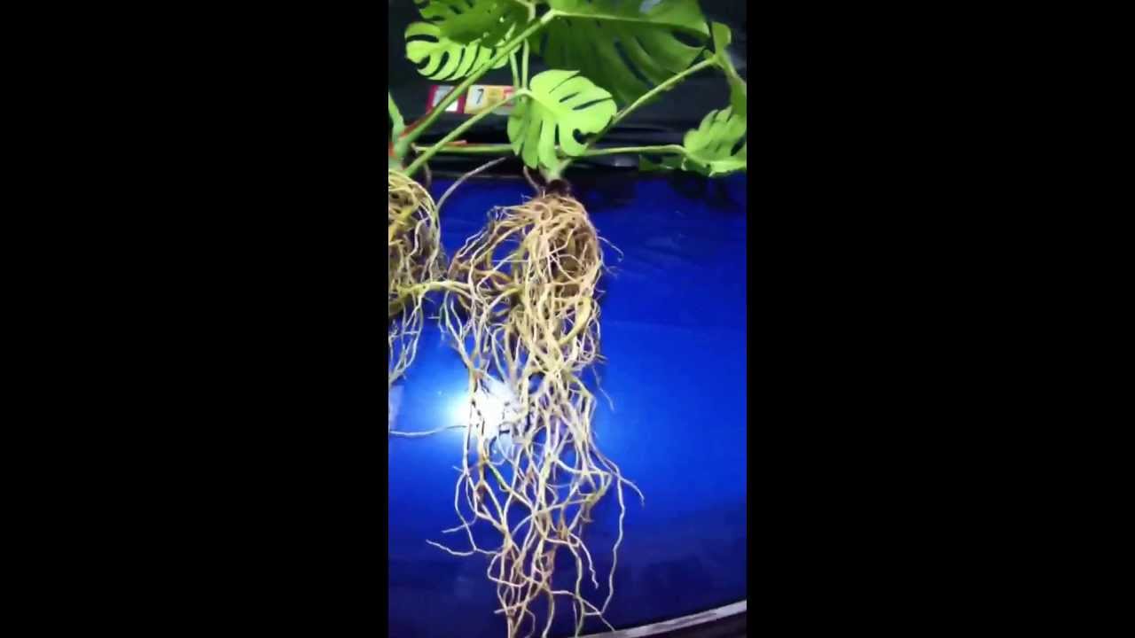 Monstera Deliciosa root system - YouTube