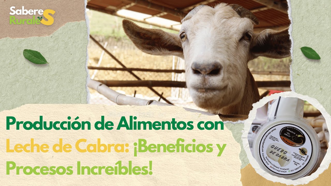 Producción de Alimentos con Leche de Cabra: ¡Beneficios y Procesos ...
