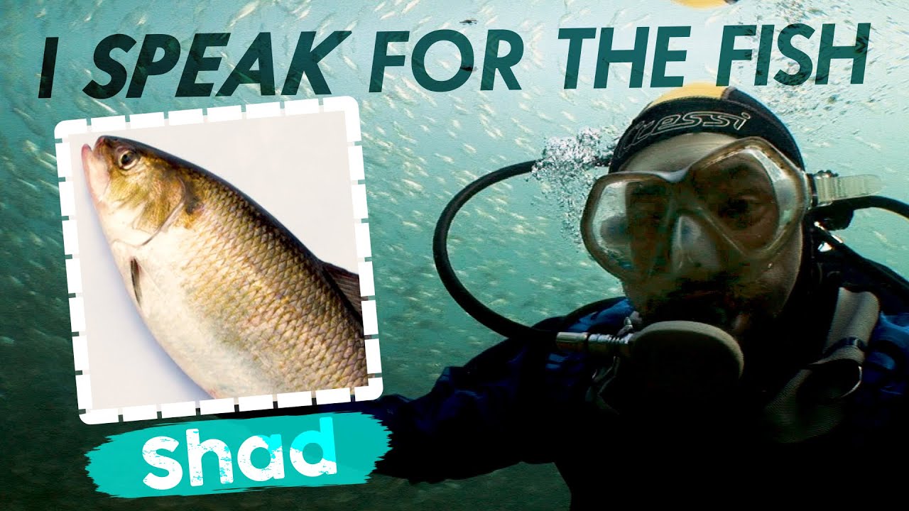 A Jarring Look At Gizzard Shad - I Speak for the Fish - Great Lakes Now ...