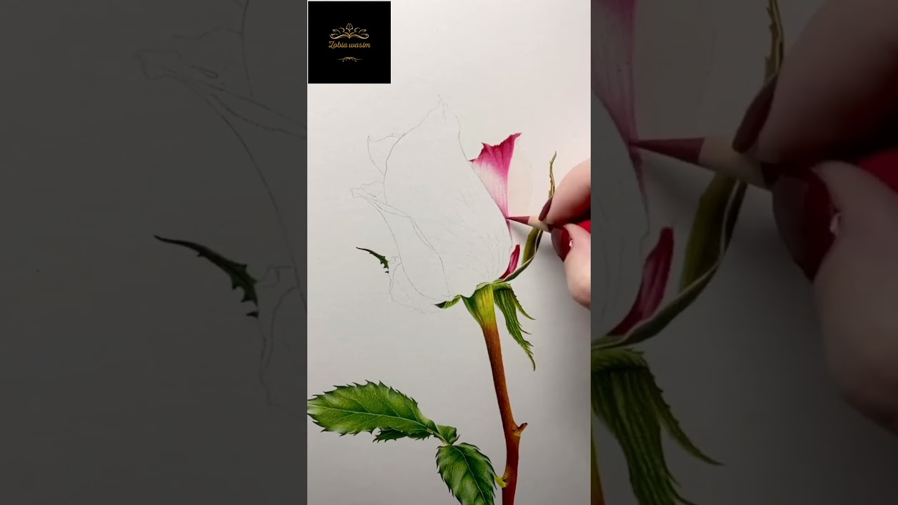 Roes flower drawing - YouTube