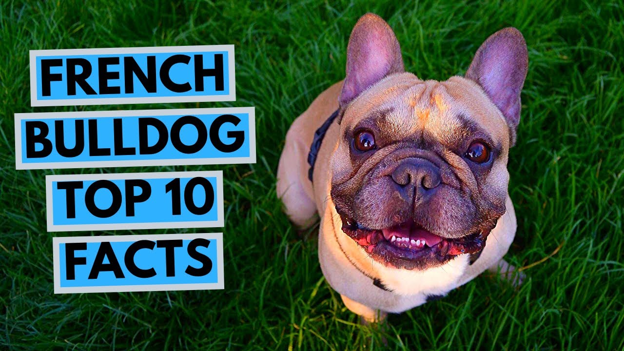 French Bulldog TOP 10 Interesting Facts YouTube french-bulldog-top-10-interesting-facts-youtube