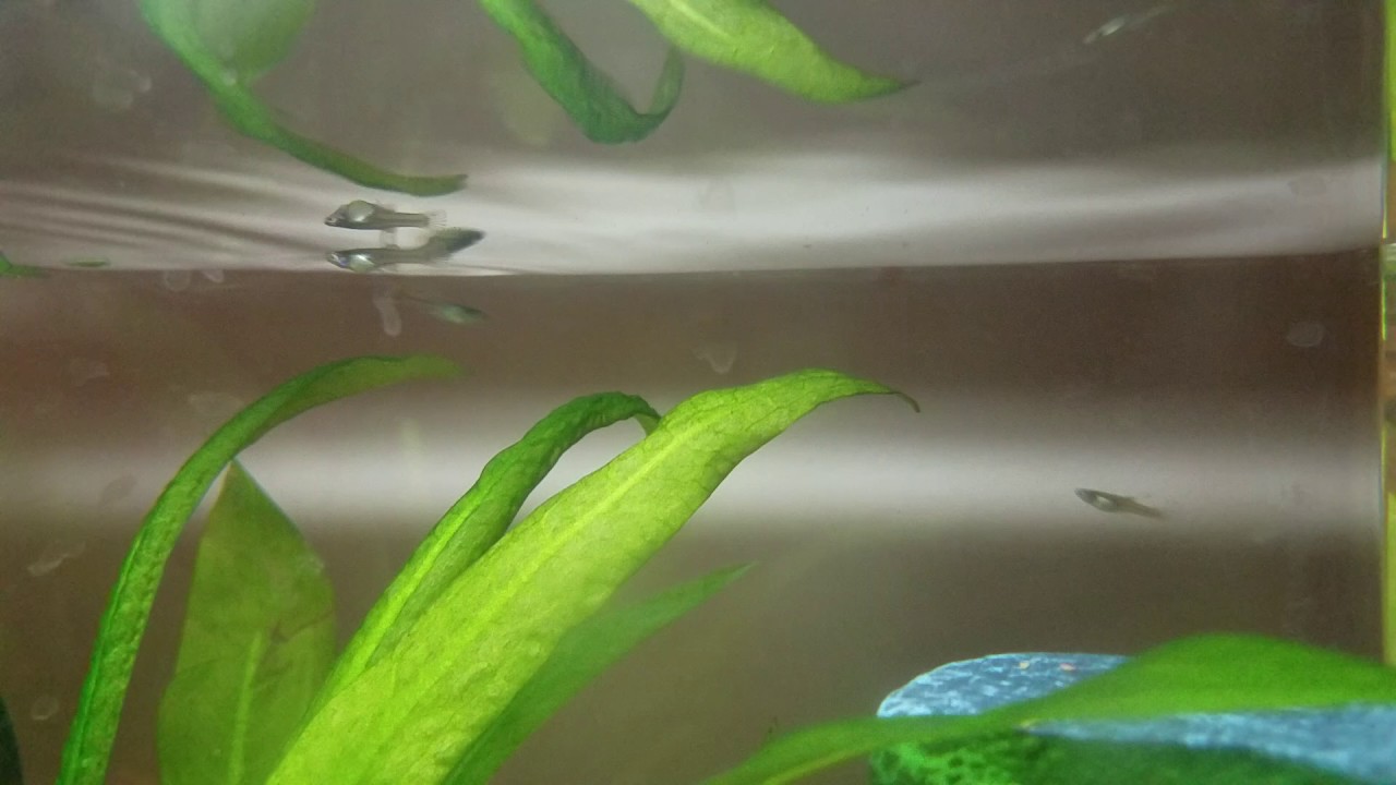 Sheldon the Snail & three Guppies - YouTube