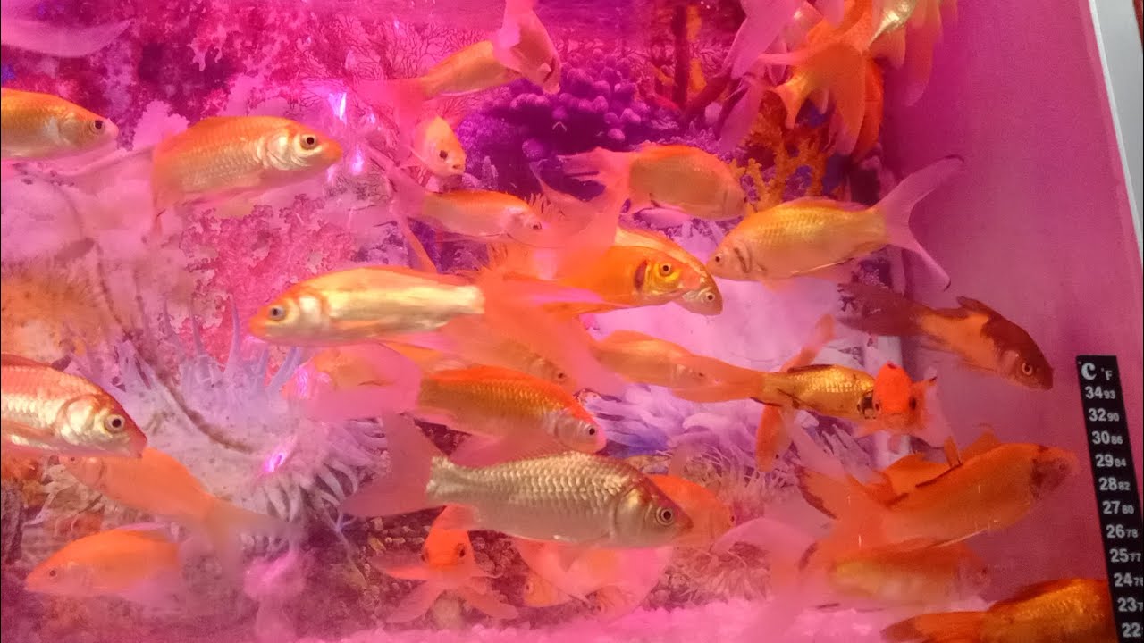 Aqua Planet Aquarium Fish Shop - YouTube