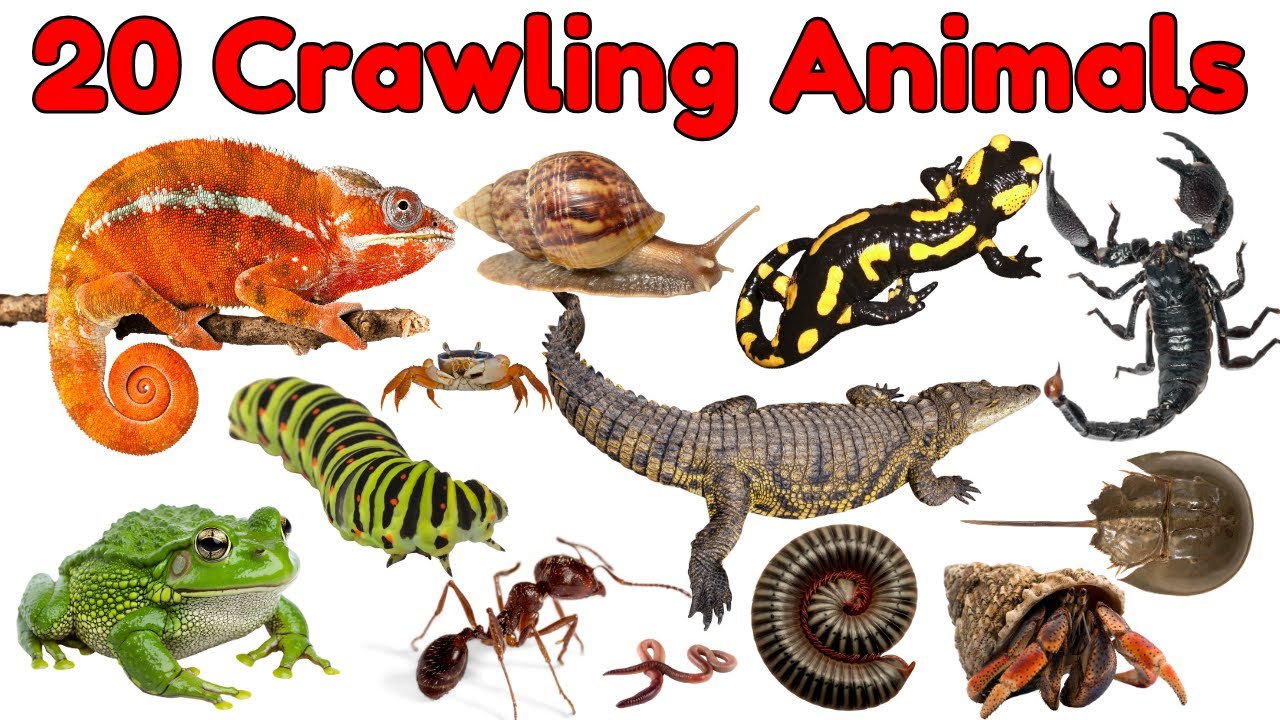 20 Crawling Animals and Insects for Children | Educational Video for ...