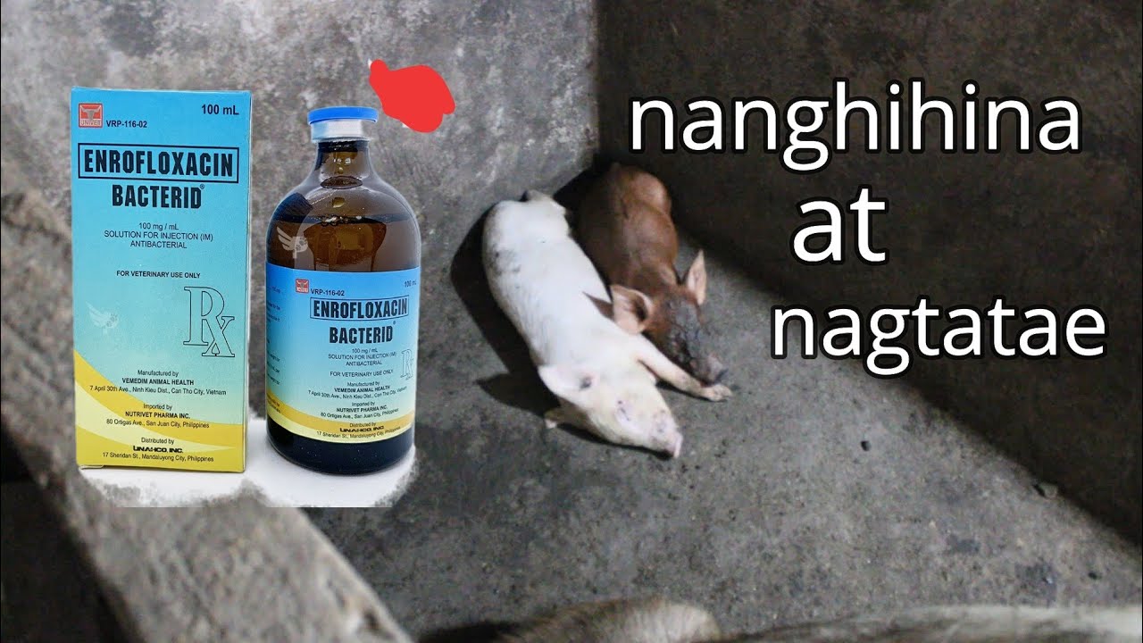 gamot sa pagtatae at panghihina ng baboy - YouTube