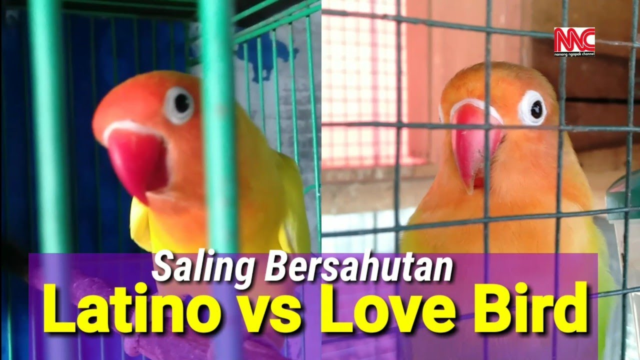 Adu Siul Burung Latino vs Love Bird - YouTube