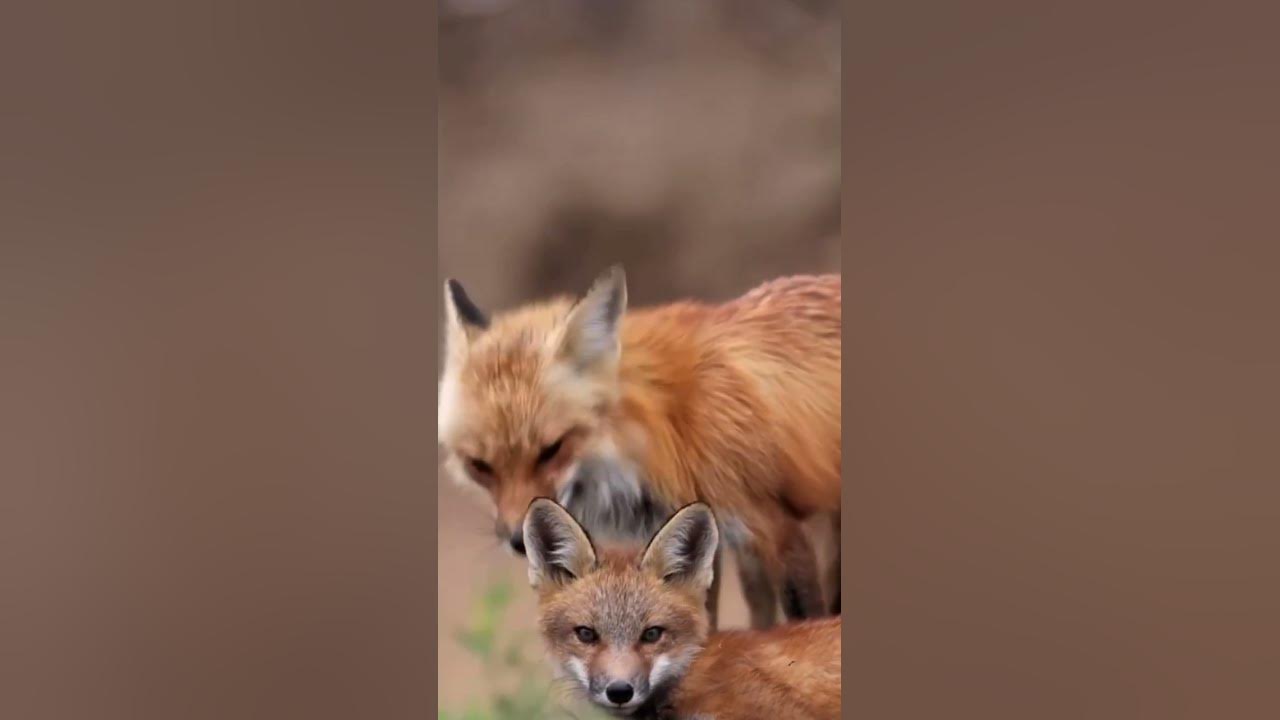 Une maman renard et son bébé - YouTube