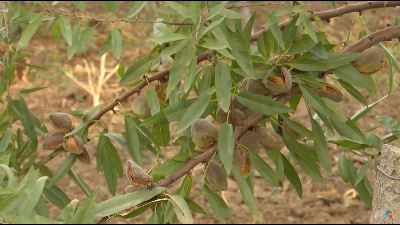 În grădina Danei: livadă ecologică de migdali, dulceaţa de smochine şi ...
