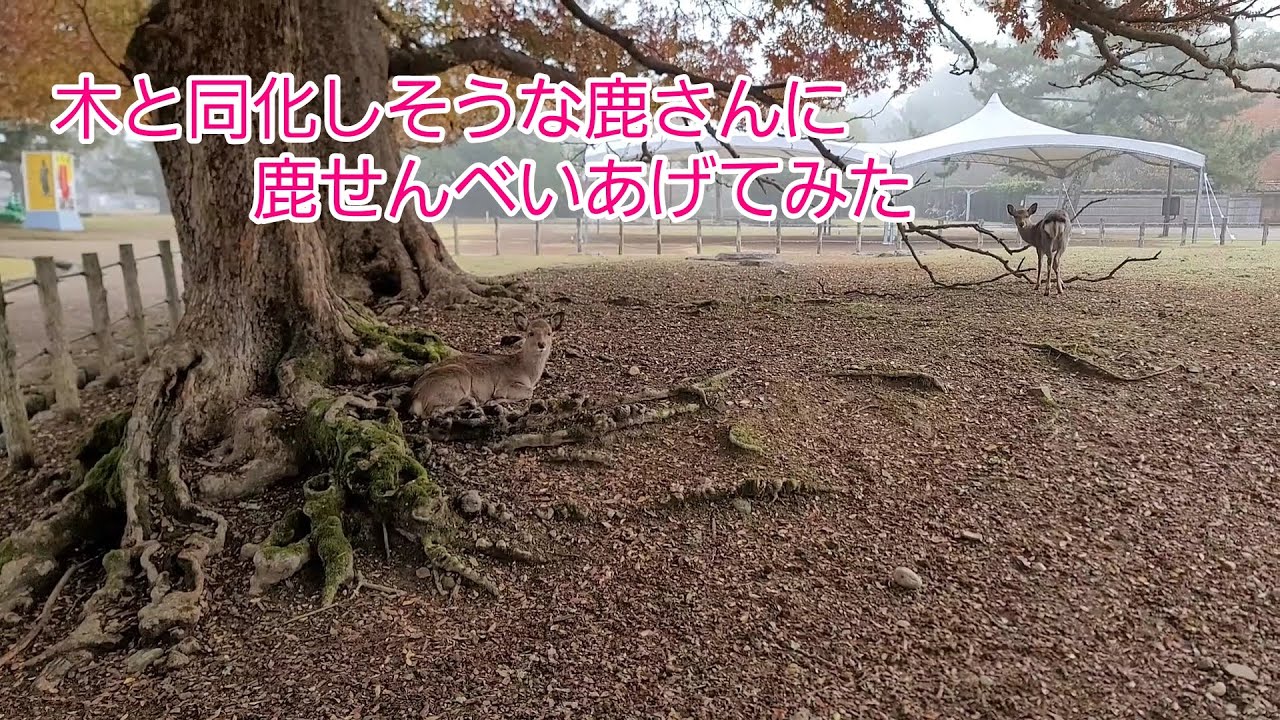 木と同化しそうな鹿さんに鹿せんべいあげてみたA gift of deer rice crackers to a deer that seems ...