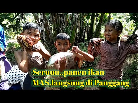 Seruuu.menangkap ikan Mas,langsung di panggang