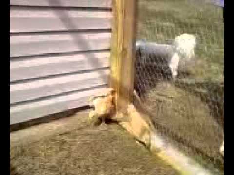 Chickens! Running around and frolicking - YouTube