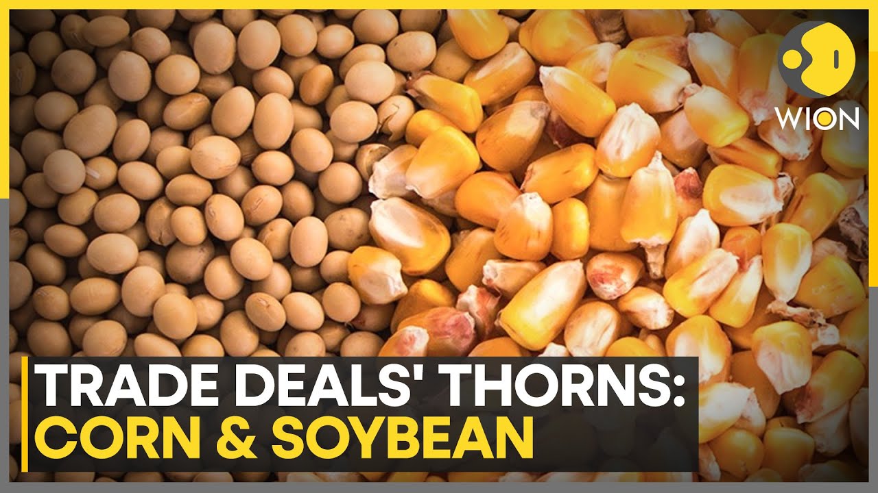 Why Is Corn A Thorn In India-US Trade Deal? | WION | Business News ...