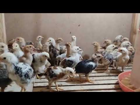 3 hefdelik cücelerimiz #kəndhəyatı #heyvanlar #quşlar #toyuq #cüceler