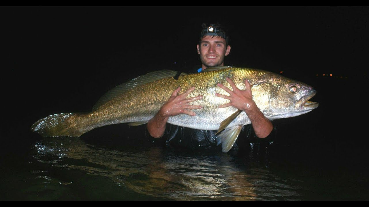 Huge river Mulloway, Jewfish, kob landbased in WA Australia - YouTube