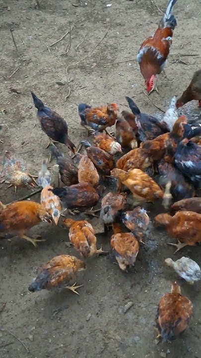 cho gà ăn.pub qaib - YouTube