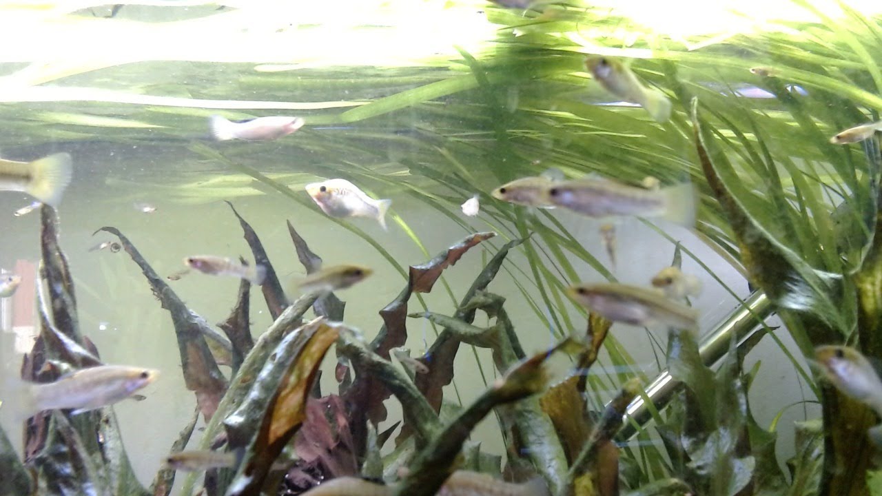 Sunday Sharpe: Waffle on! - YouTube