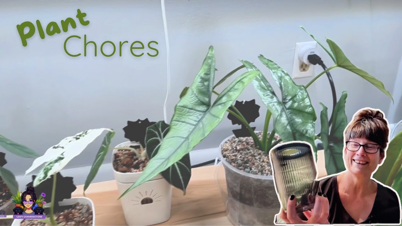 UNBOX PLANT ESSENTIALS FROM AMAZON & ANTHURIUM TALK - YouTube