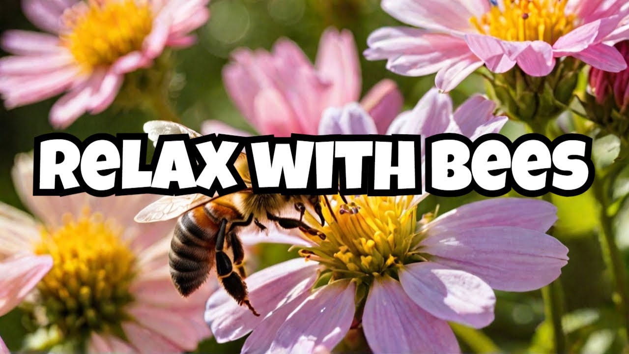 how bee eating sweets ASMR VIDEO - YouTube