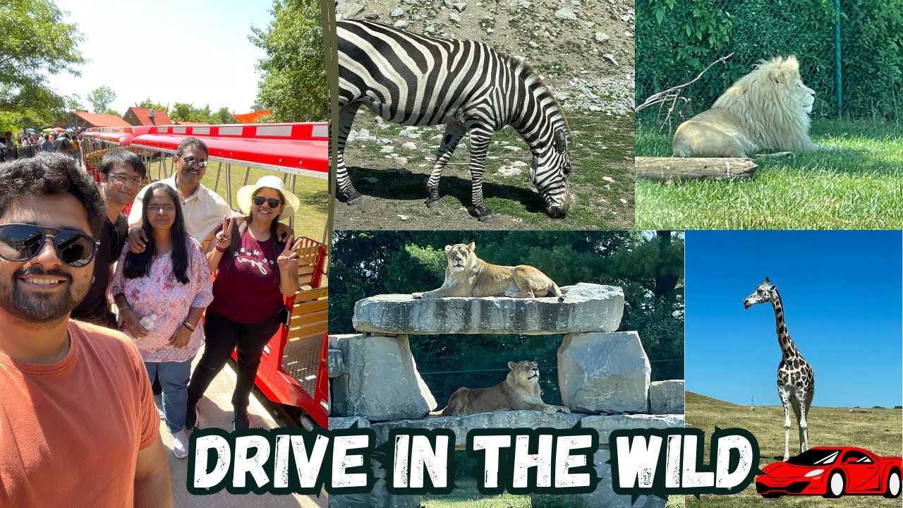 African Lion Safari Up Close With Wild Animals Drive Through Safari african-lion-safari-up-close-with-wild-animals-drive-through-safari