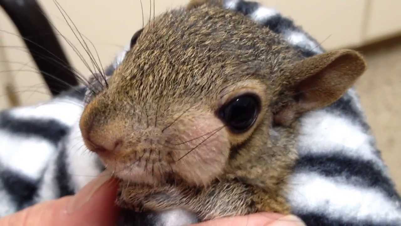PUScam!!!! Grey squirrel with cheek abscess. - YouTube