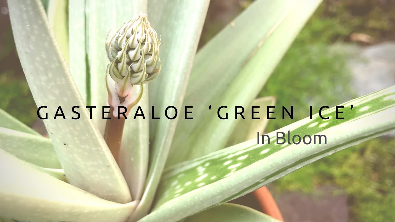 Gasteraloe 'Green Ice' in Bloom - YouTube