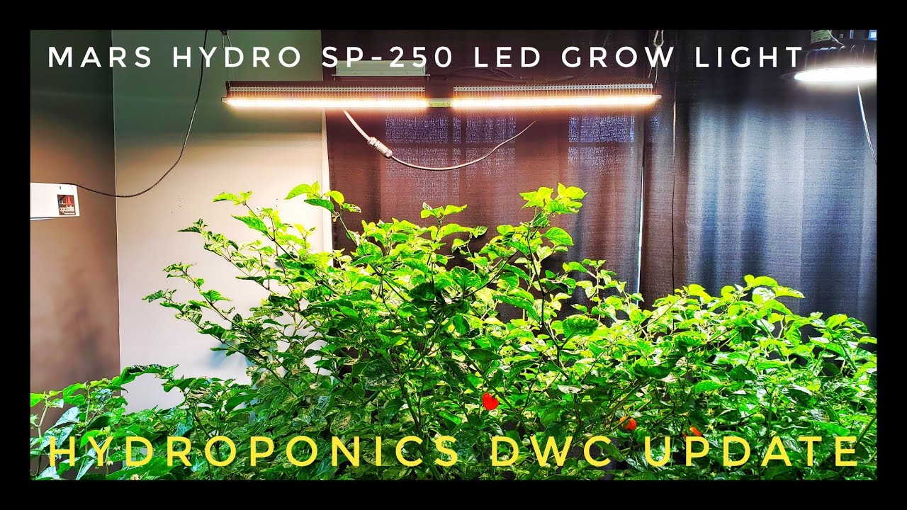 Mars Hydro SP-250 Update | Hydroponic DWC | #marshydrofactory | Part 3 ...
