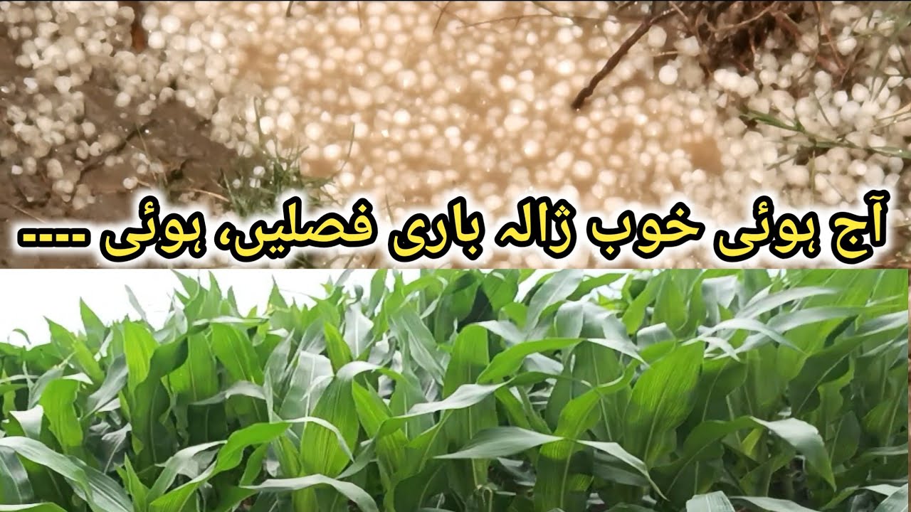 Aaj Hoi Khub Yalla Bari Faslen Hoi... |eid |Ghulam Hussain Sahmal Je| # ...