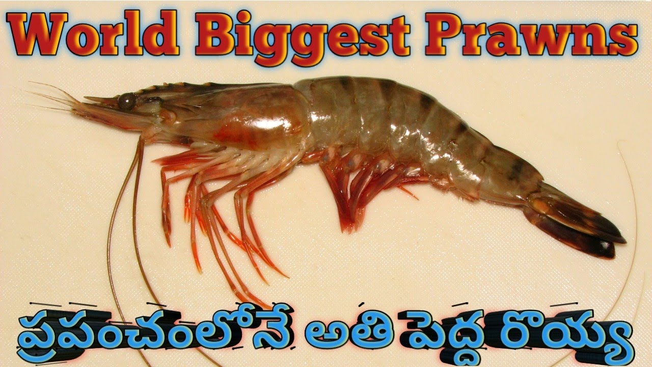 World Biggest Prawns|| ప్రపంచంలో అతి పెద్ద రొయ్య - YouTube