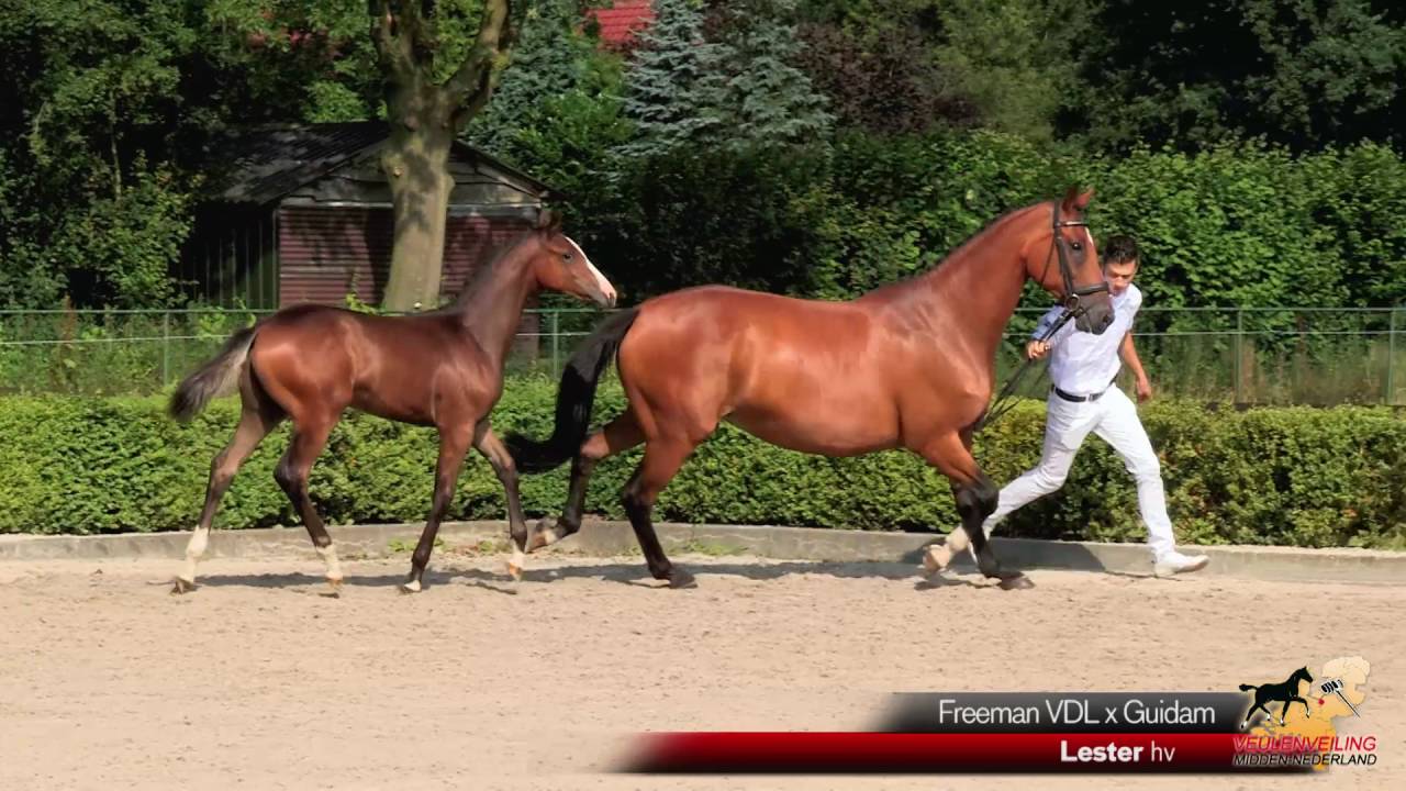 Lester (Freeman VDL x Guidam) - YouTube